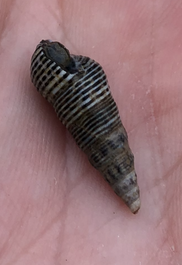 Japanese False Cerith from Pierce County, WA, USA on January 26, 2021 ...