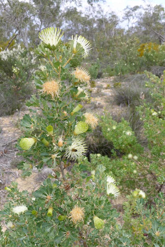Parrot Bush from Eneabba WA 6518, Australia on September 13, 2012 at 08 ...