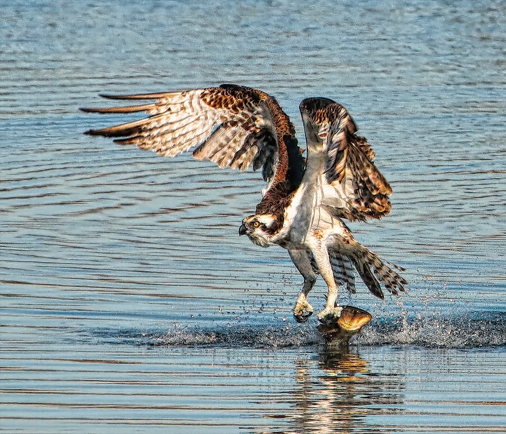 Osprey from Orange County, CA, USA on January 21, 2021 at 12:09 PM by ...