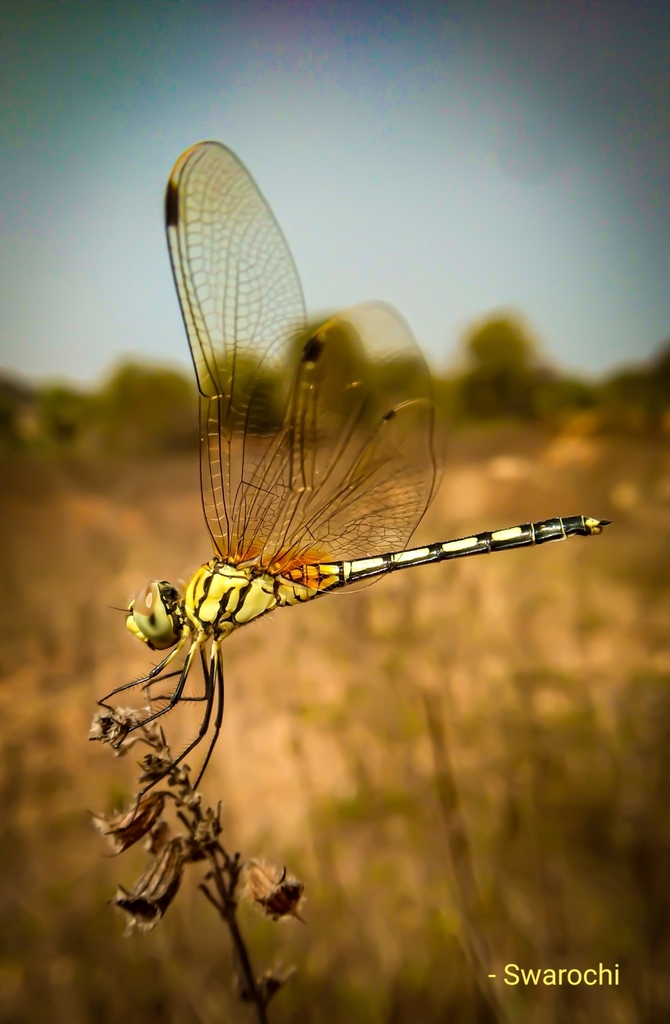 Dancing Dropwing from Telangana 506221, India on January 26, 2021 at 12 ...