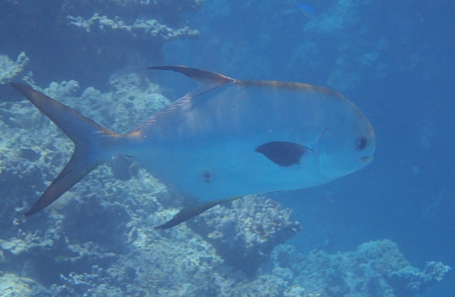 Snubnose Dart from Cairns, QLD, Australia on October 10, 2020 at 12:32 ...