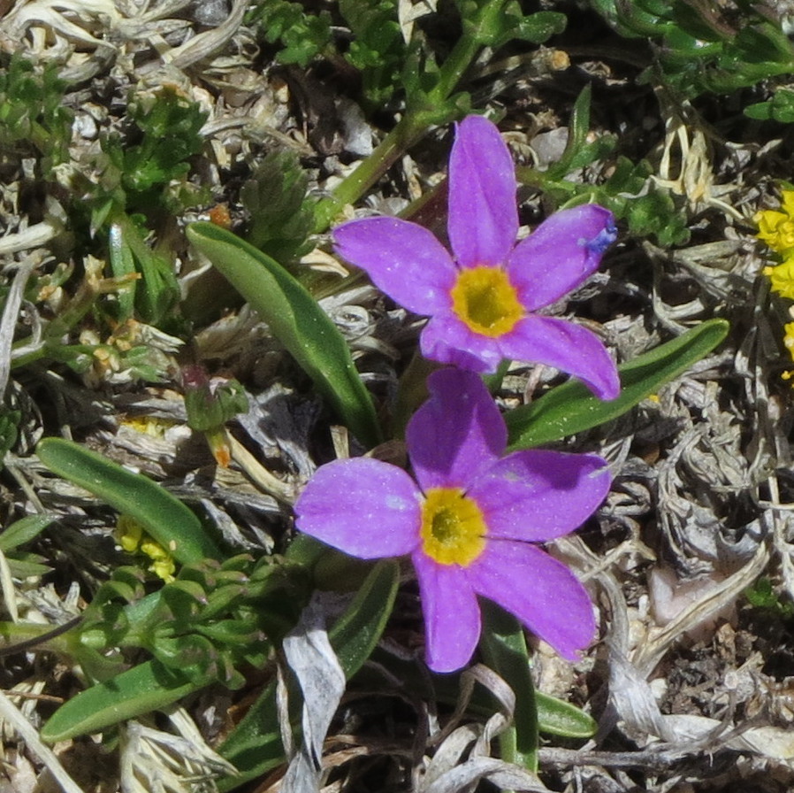 Alpine Primrose (Denver-Boulder Metro Area: Pink, Purple, Blue, Red ...