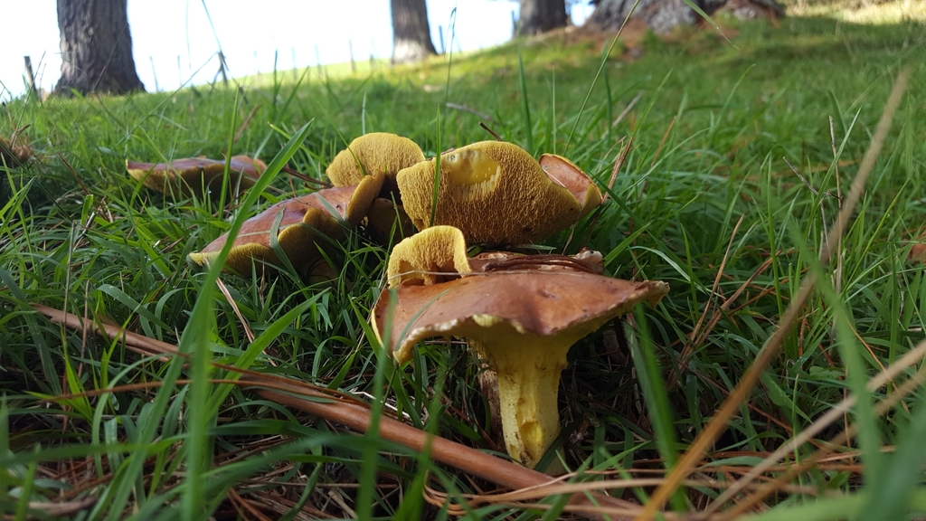 Slippery Jacks in May 2020 by straange. Slippery buggers. Prolific ...