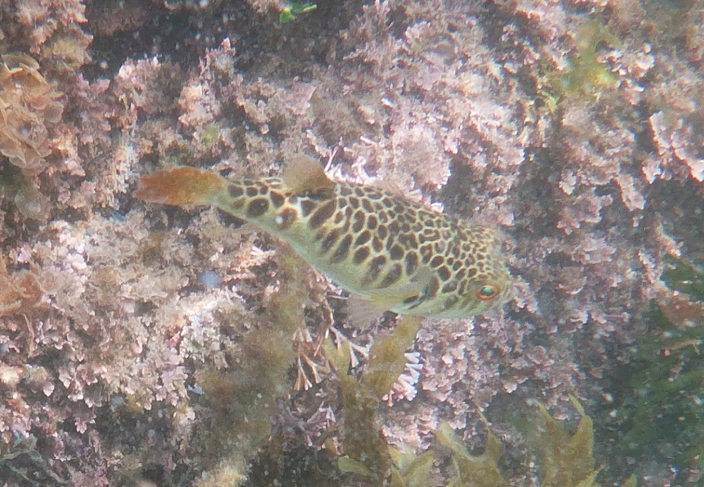 Smooth Toadfish from Putty Beach, New South Wales 2257, Australia on ...