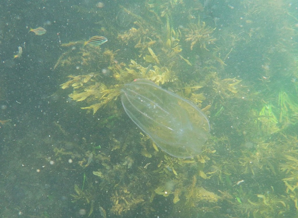 Bolinopsidae from Putty Beach, New South Wales 2257, Australia on ...