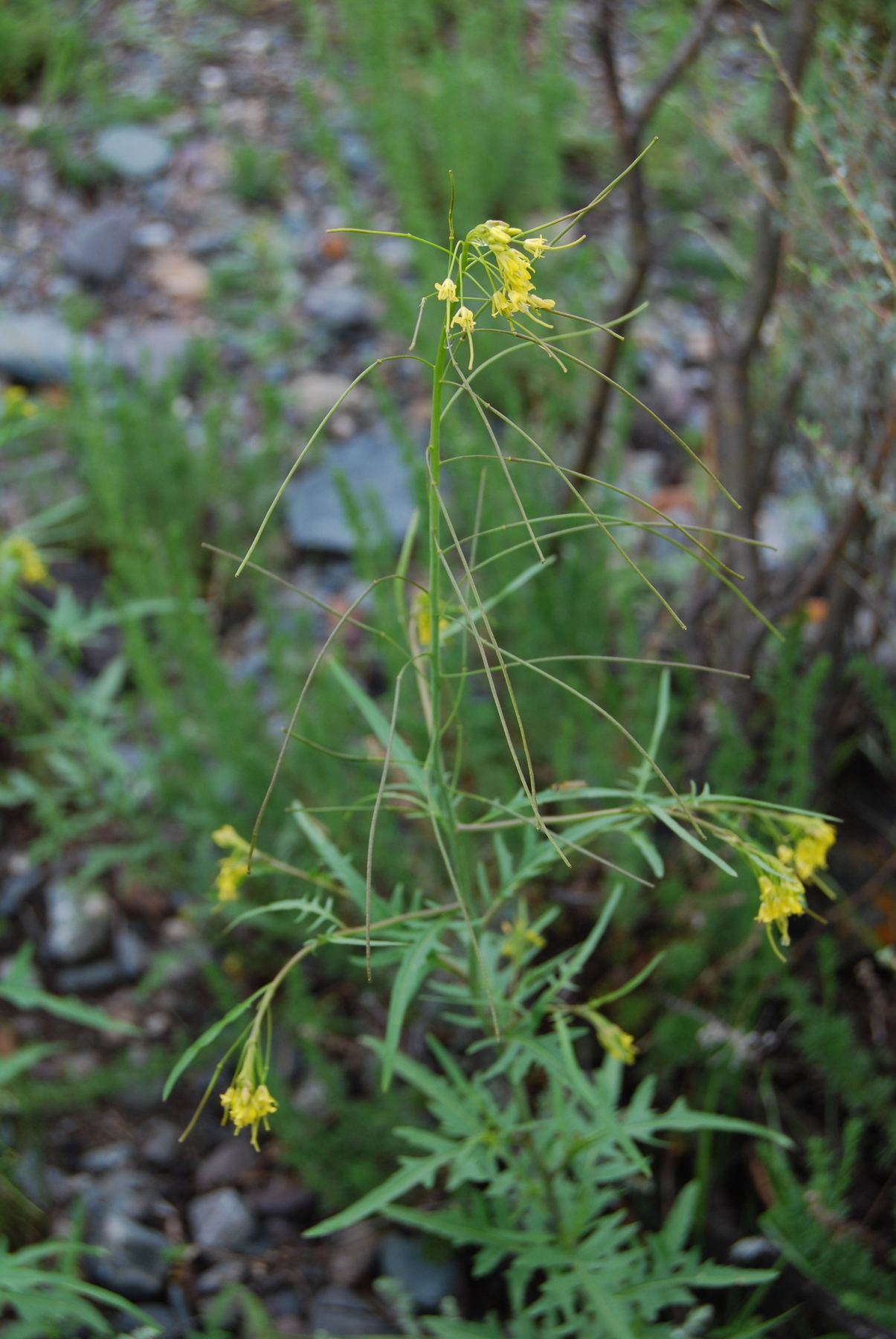Sisymbrium heteromallum C.A.Mey.