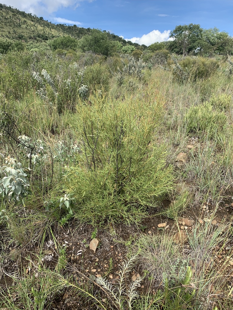 Small-leaf Guarri from LP, ZA on January 26, 2021 at 03:26 PM by Troos ...