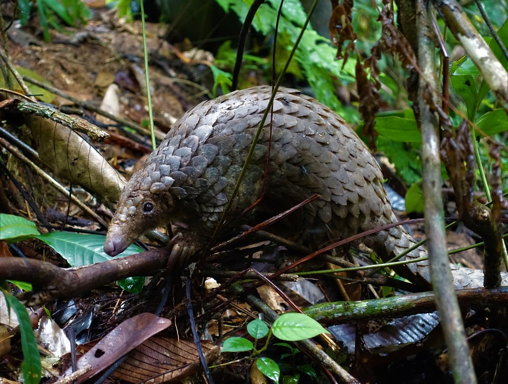 White-bellied Pangolin in January 2021 by koenbetjes. Male · iNaturalist