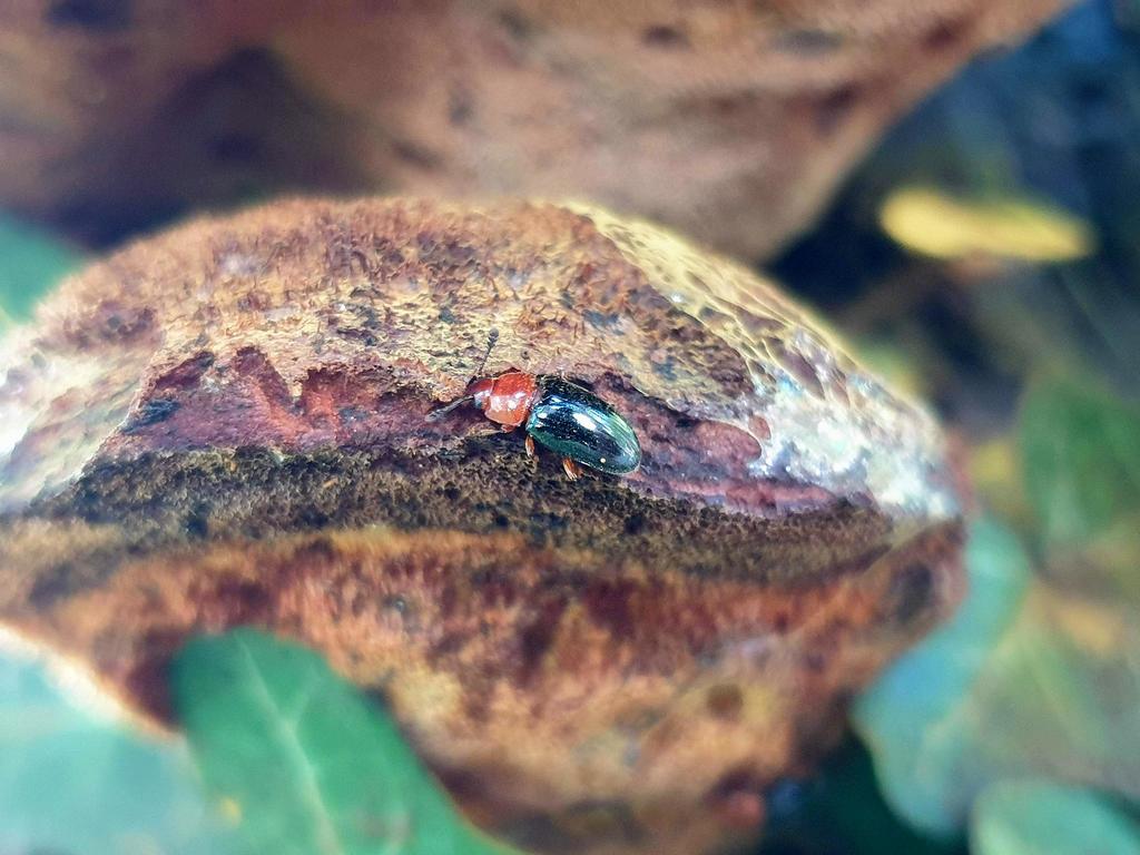 Triplax from Grad Sofiya, Stolichna, Bulgaria on July 25, 2020 at 09:48 ...