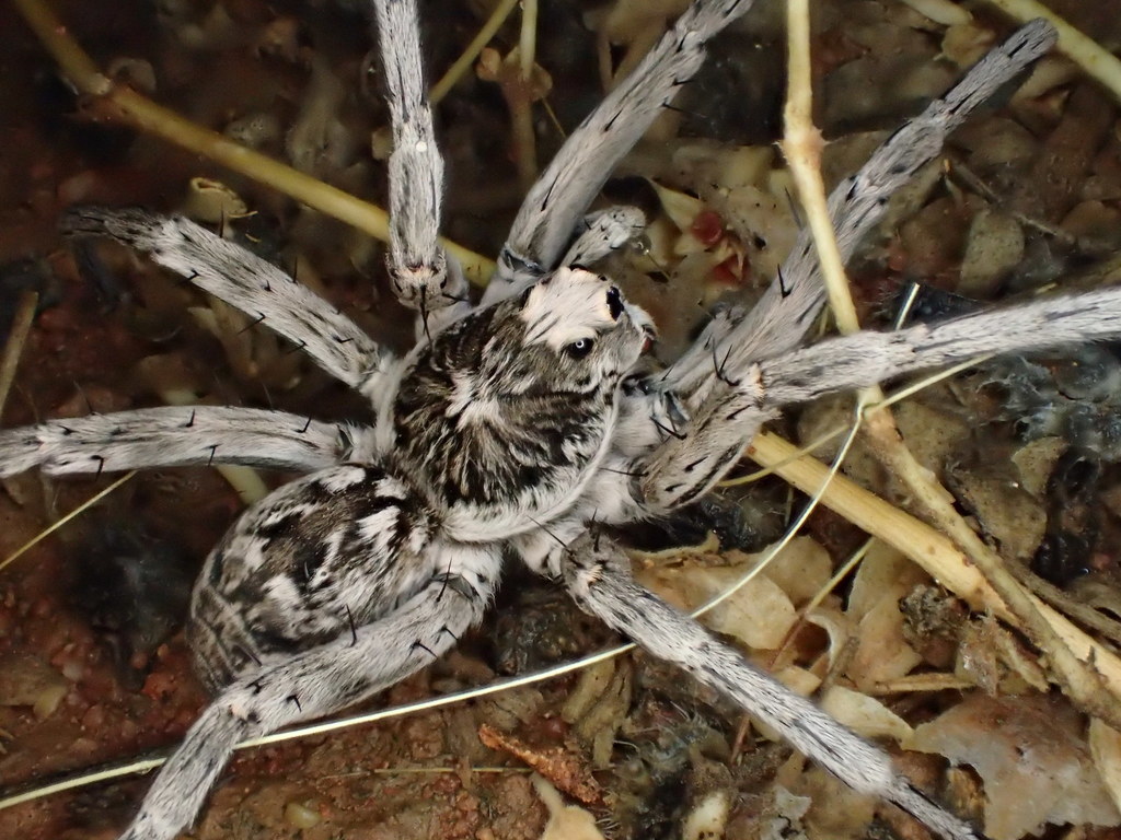 White Tiger Wolf Spider from Kootaberra SA 5713, Australia on January ...