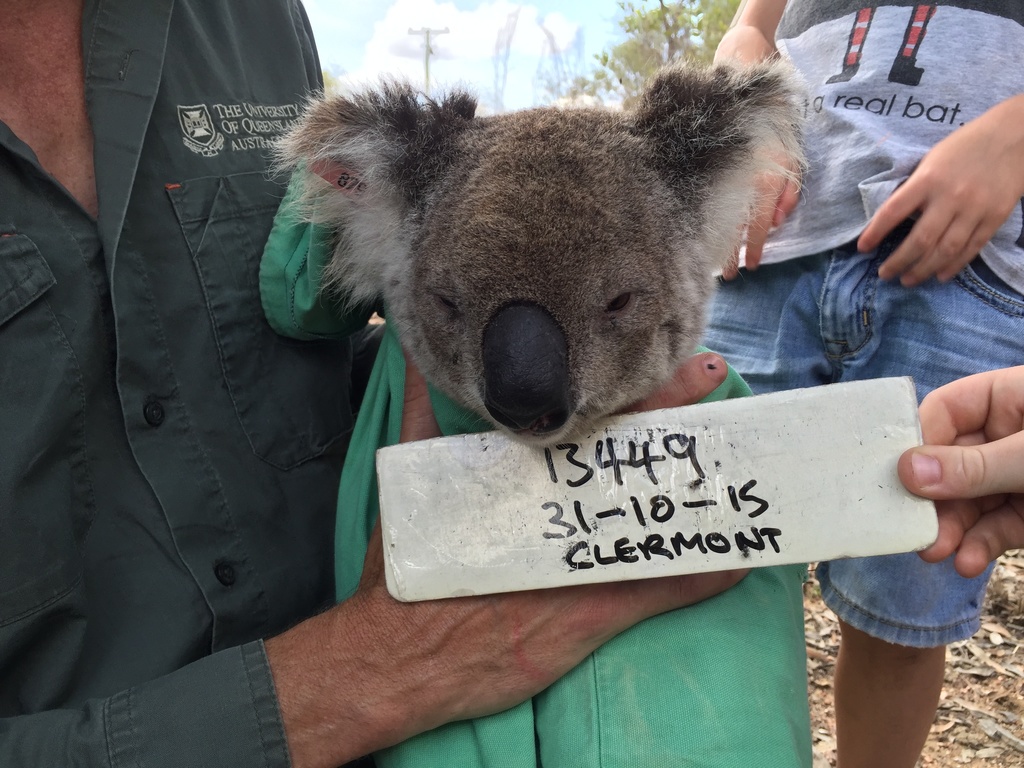 Koala from Clermont, QLD, AU on October 31, 2015 at 01:19 PM by ...