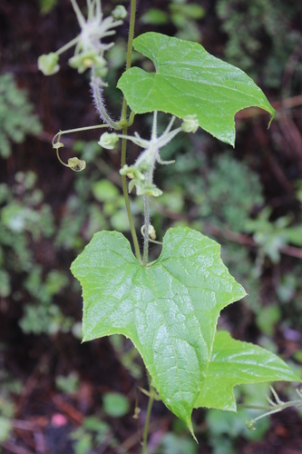 Amole (Microsechium palmatum)