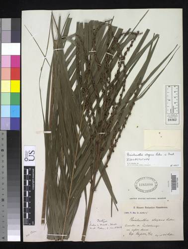 Reinhardtia elegans · iNaturalist