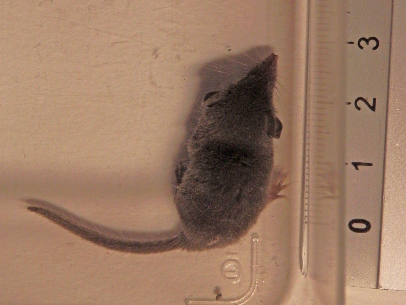 Suncus etruscus (Savi, 1822)