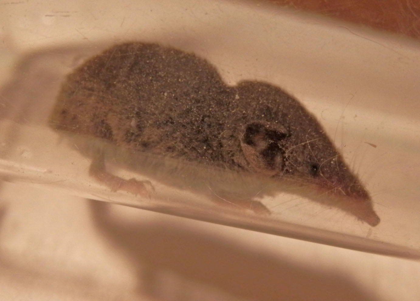 Suncus etruscus (Savi, 1822)