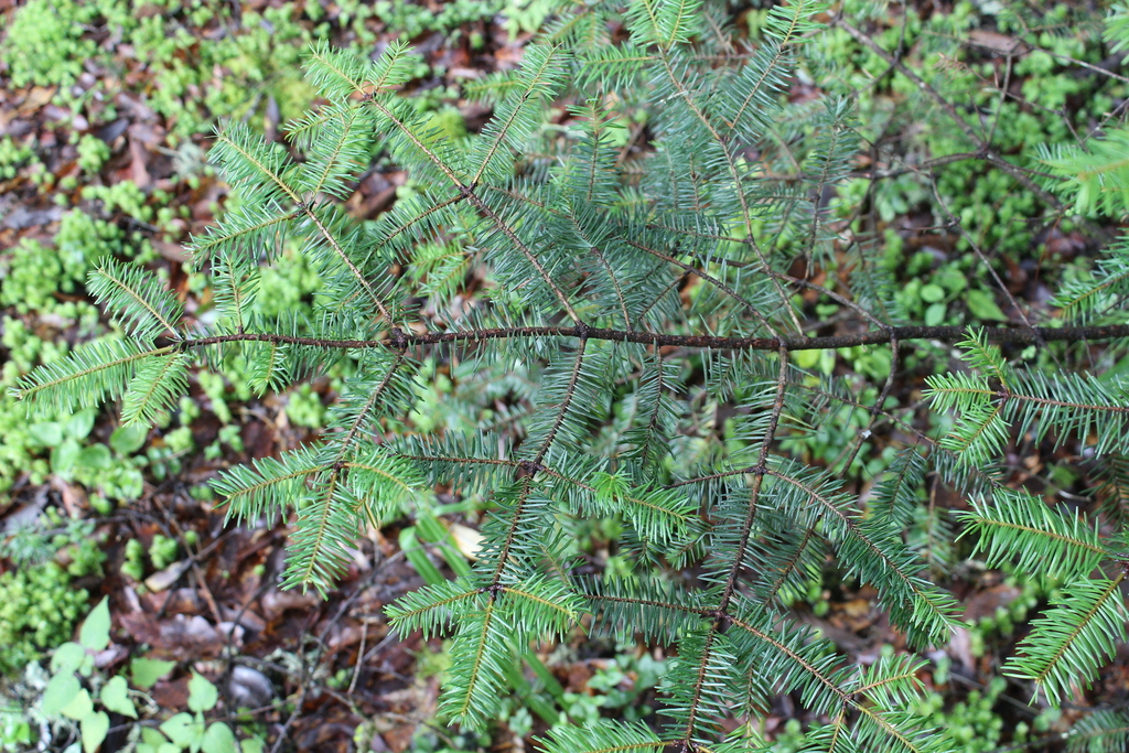 sacred fir in September 2014 by Luis Alberto · iNaturalist