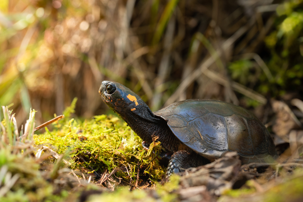 Bog Turtle (Turtles of the World) · iNaturalist