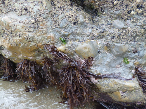 Pyropia cinnamomea · iNaturalist