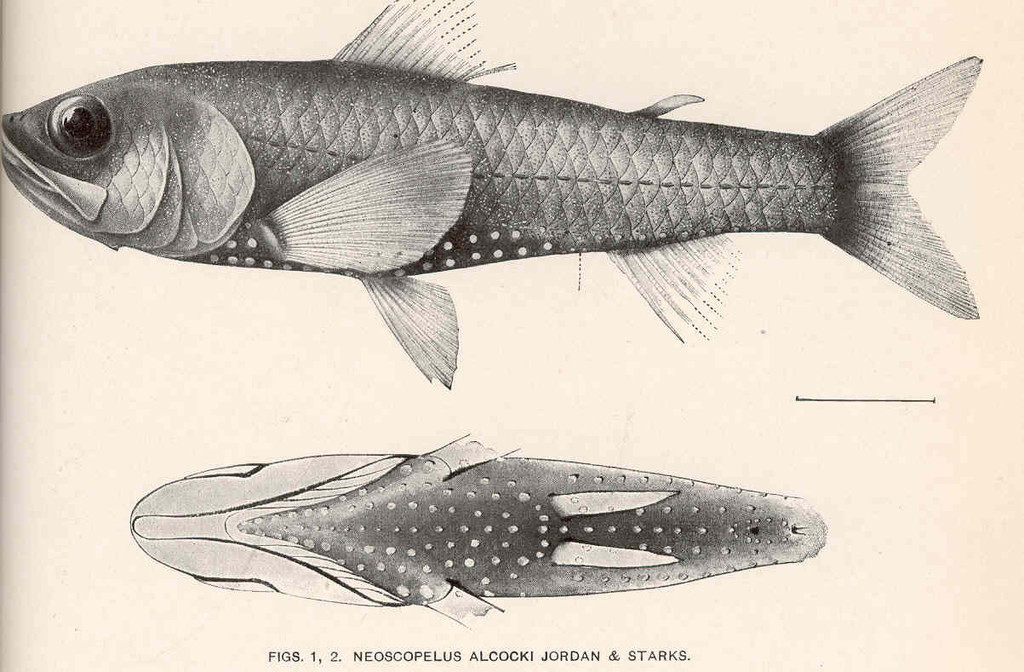 Largescale Neoscopelid (Neoscopelus macrolepidotus) - Marine Life ...