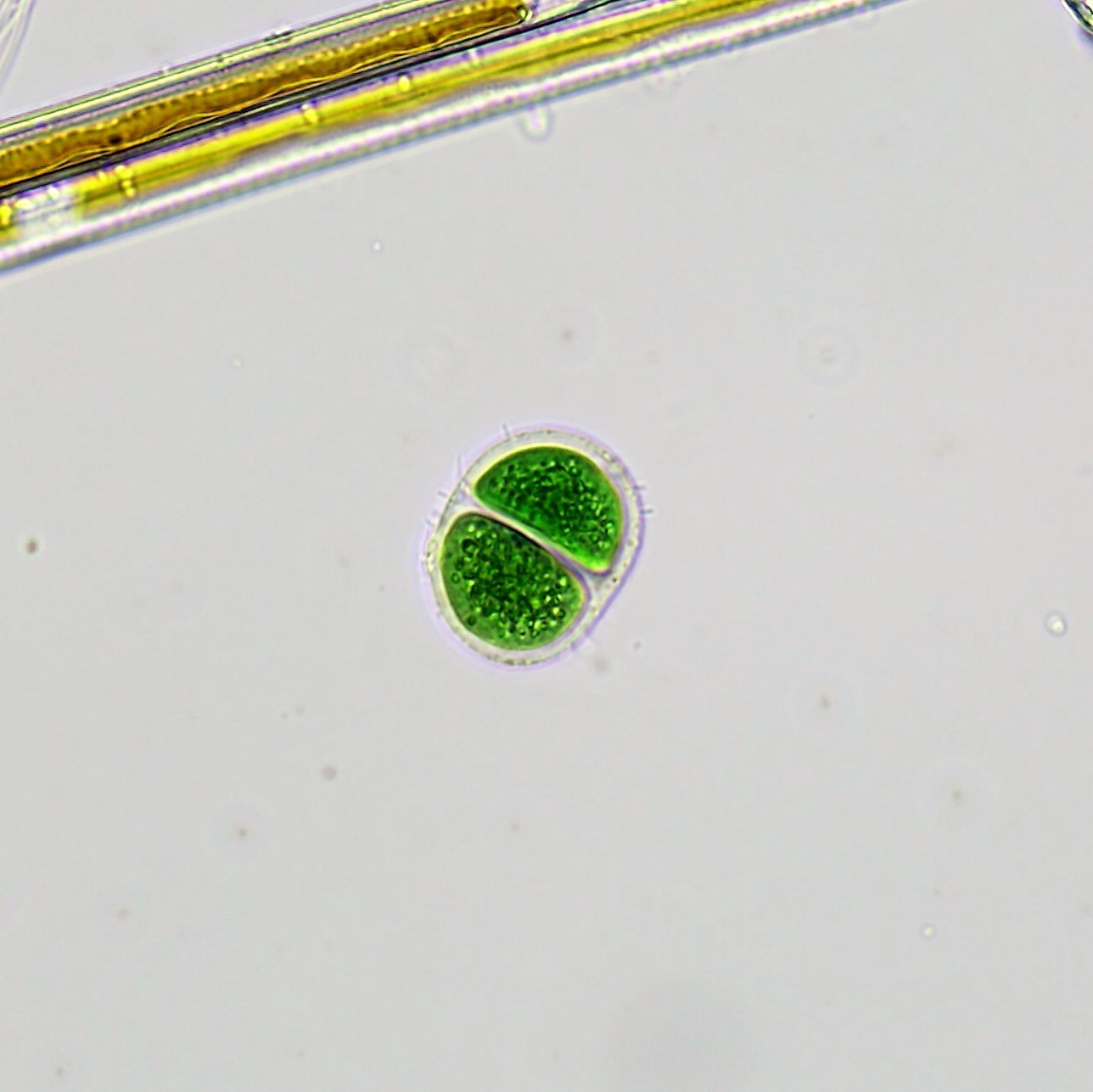 Chroococcus turgidus (Kütz.) Nägeli