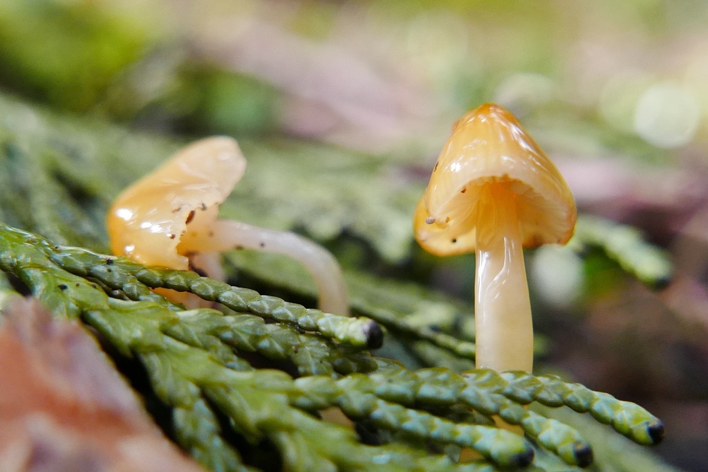 Parrot Mushroom from USA: Washington State, Mason Co., Little Skookum ...