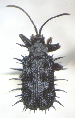 Dactylispa spinipes · iNaturalist