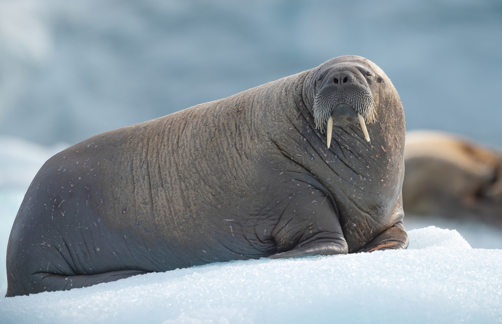 Walruses (Odobenidae) - Know Your Mammals