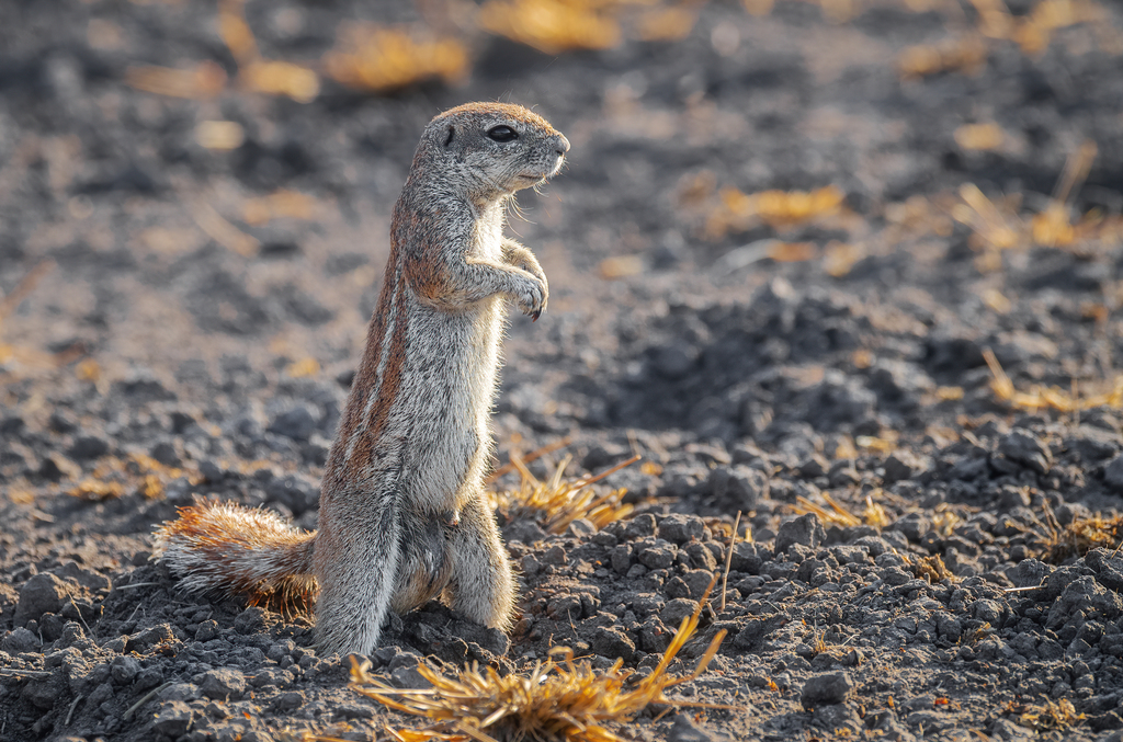 South African Ground Squirrel (Geosciurus inauris) - Know Your Mammals