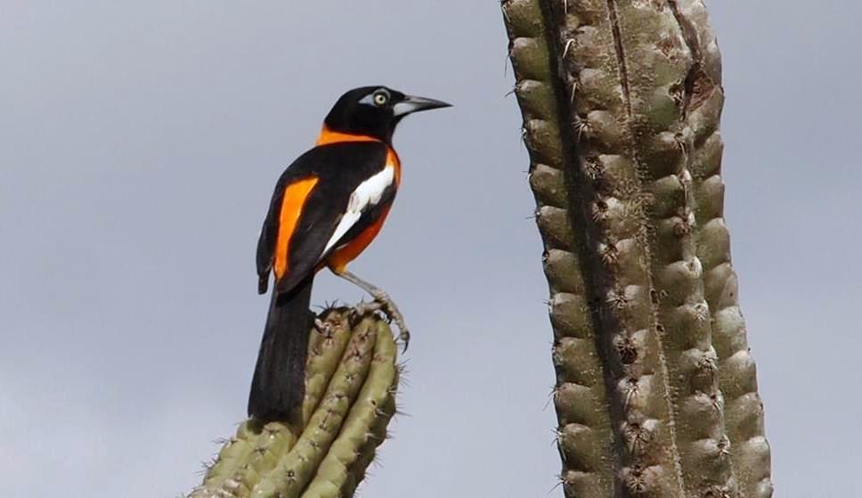 Turpial desde Cerro Saroche National Park, Lara, Venezuela el 28 de ...