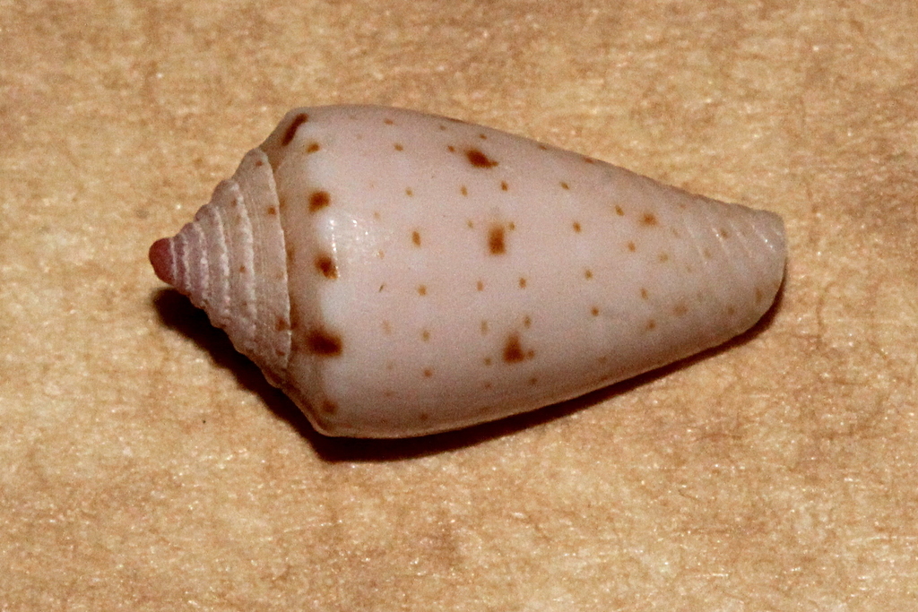 Conus from Burleigh Heads, Gold Coast QLD, Australia on November 3 ...