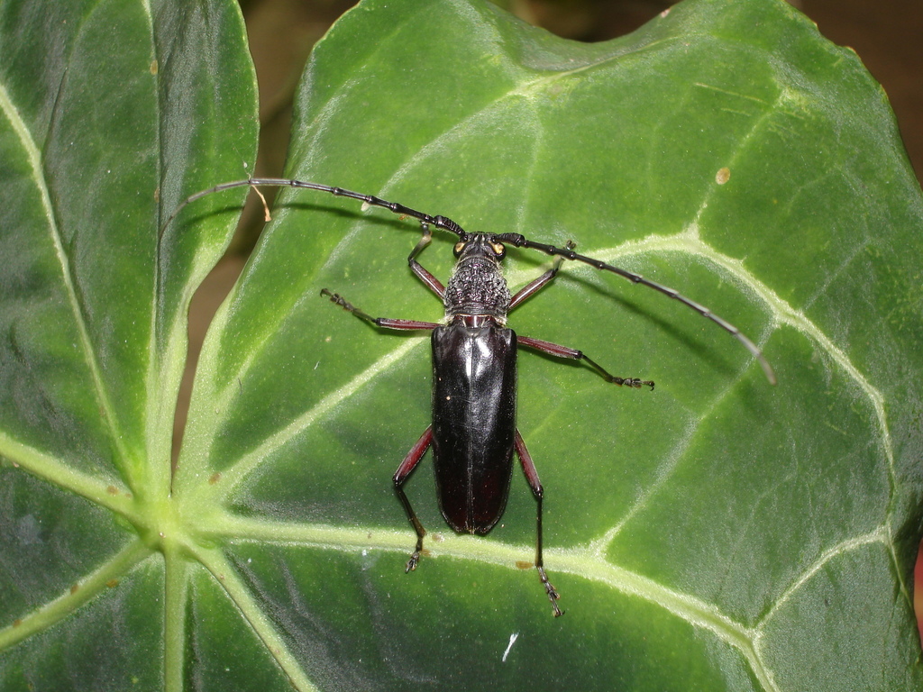 Trirachys inhirsutus from Koror, Palau on April 25, 2007 at 04:59 PM by ...
