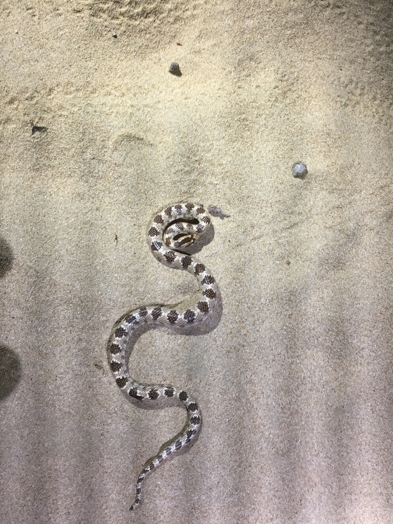 Awl-headed Snake from Al Selal, Dubai, Dubai, AE on October 12, 2017 at ...