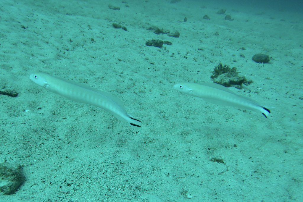 Flagtail Blanquillo from Cocos Island, Puntarenas Province, Costa Rica ...