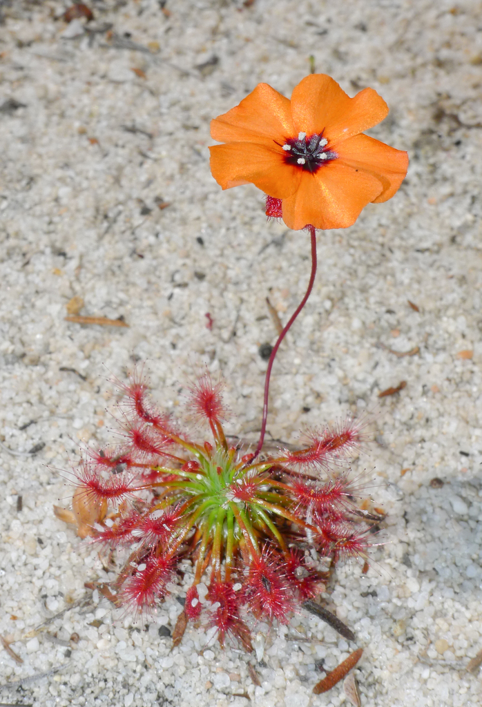 Drosera barbigera from Boonanarring WA 6503, Australia on September 22 ...