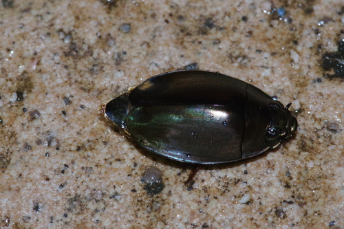 Subspecies Dineutus mellyi insularis · iNaturalist