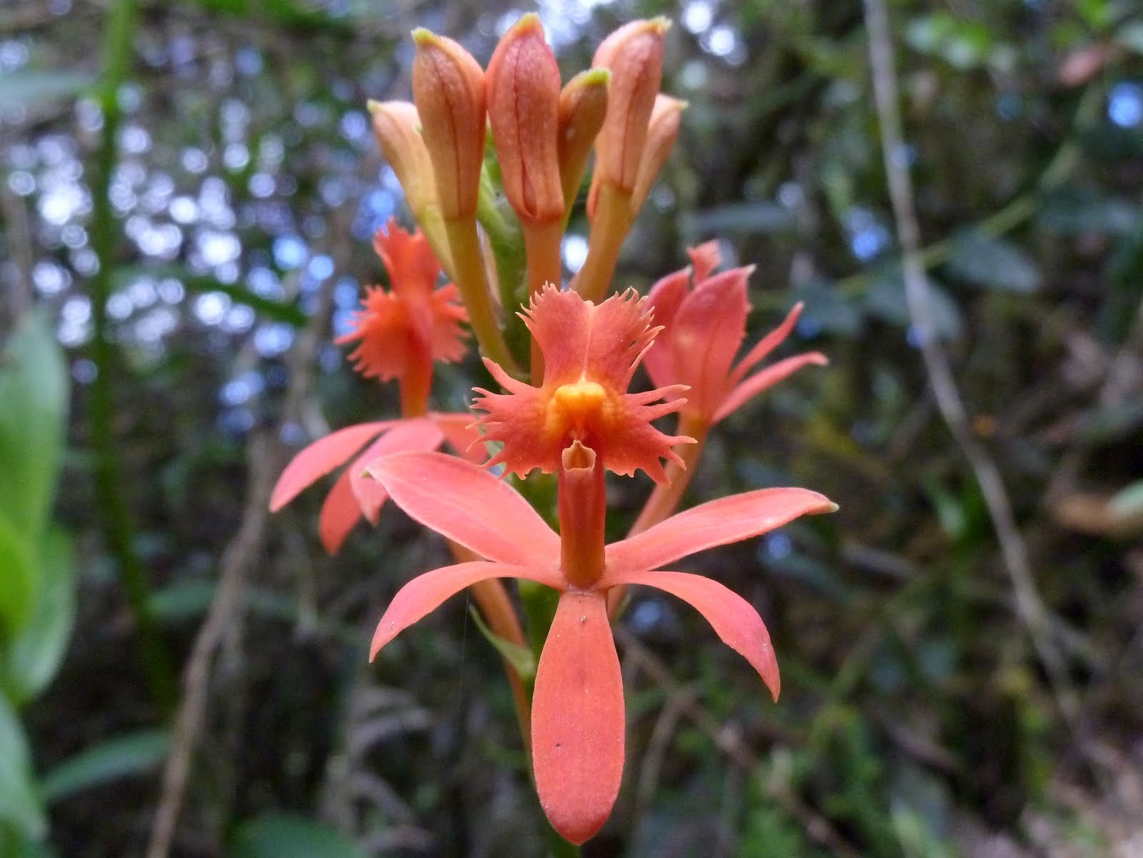 Epidendrum cochlidium Lindl.