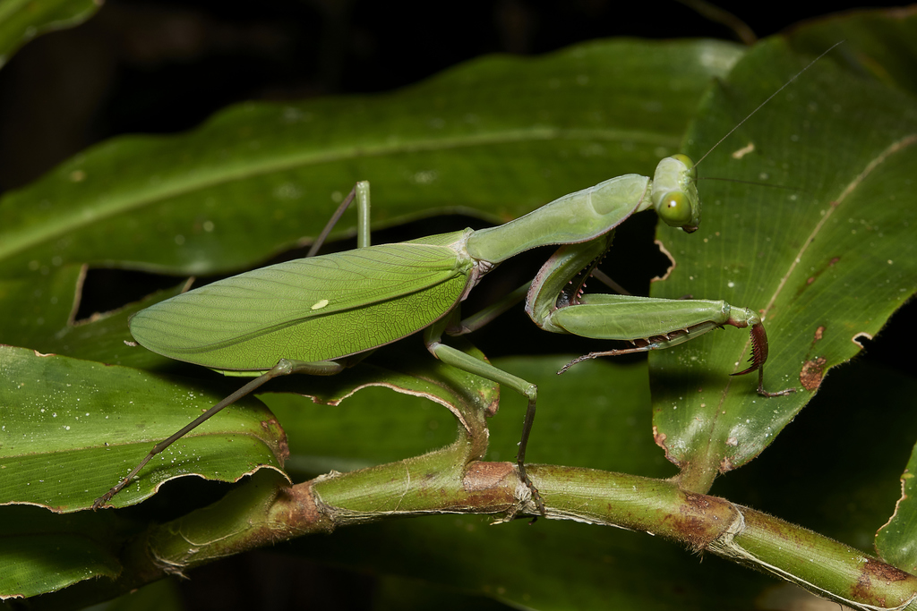 Giant Rainforest Mantis Hierodula Majuscula 'Giant Rainforest