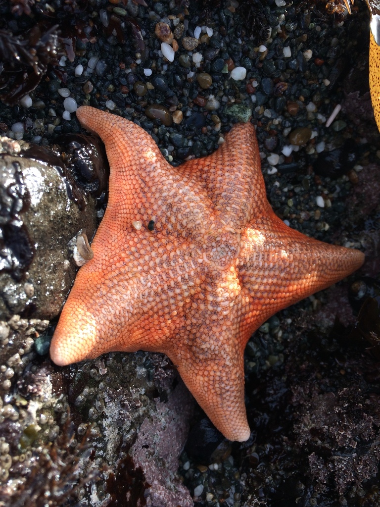 Bat Star from Sonoma County, CA, USA on January 27, 2021 at 04:20 PM by ...