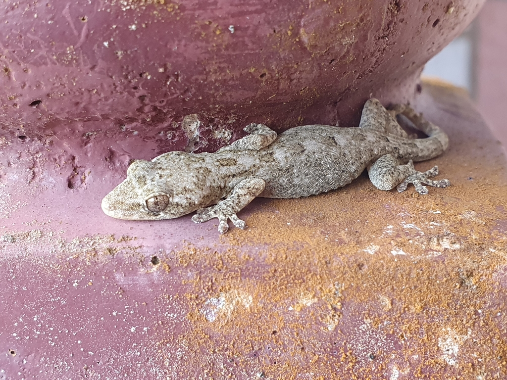 Hokou Gecko from 983, Taiwan, 花蓮縣富里鄉豐南村 on January 28, 2021 at 08:31 AM ...