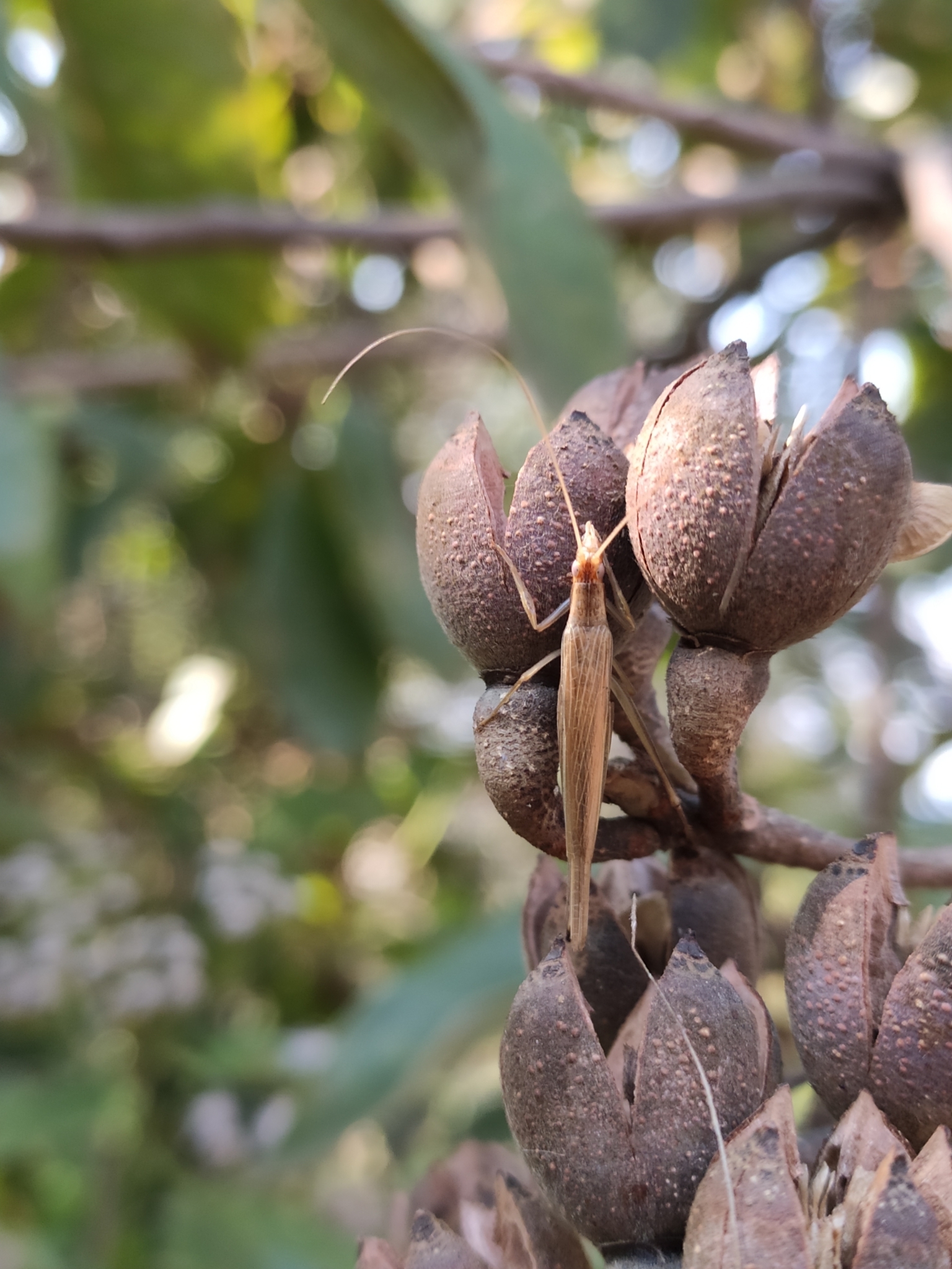 Oecanthus zhengi Xie, 2003