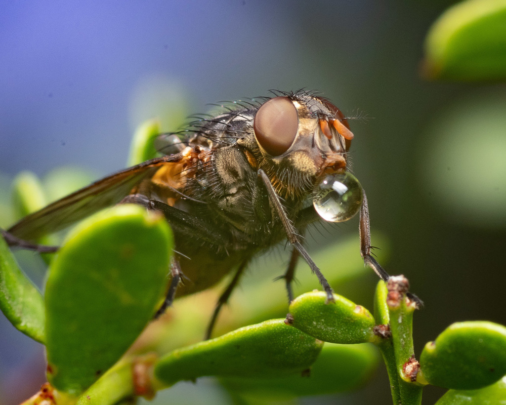 Common House Fly from Melbourne VIC 3004, Australia on October 21, 2018 ...