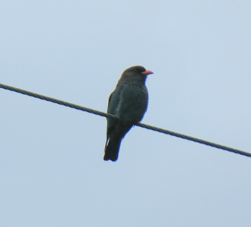 Dollarbird from Oatley NSW 2223, Australia on January 28, 2021 at 01:18 ...