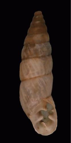 Spixia philippii · iNaturalist United Kingdom