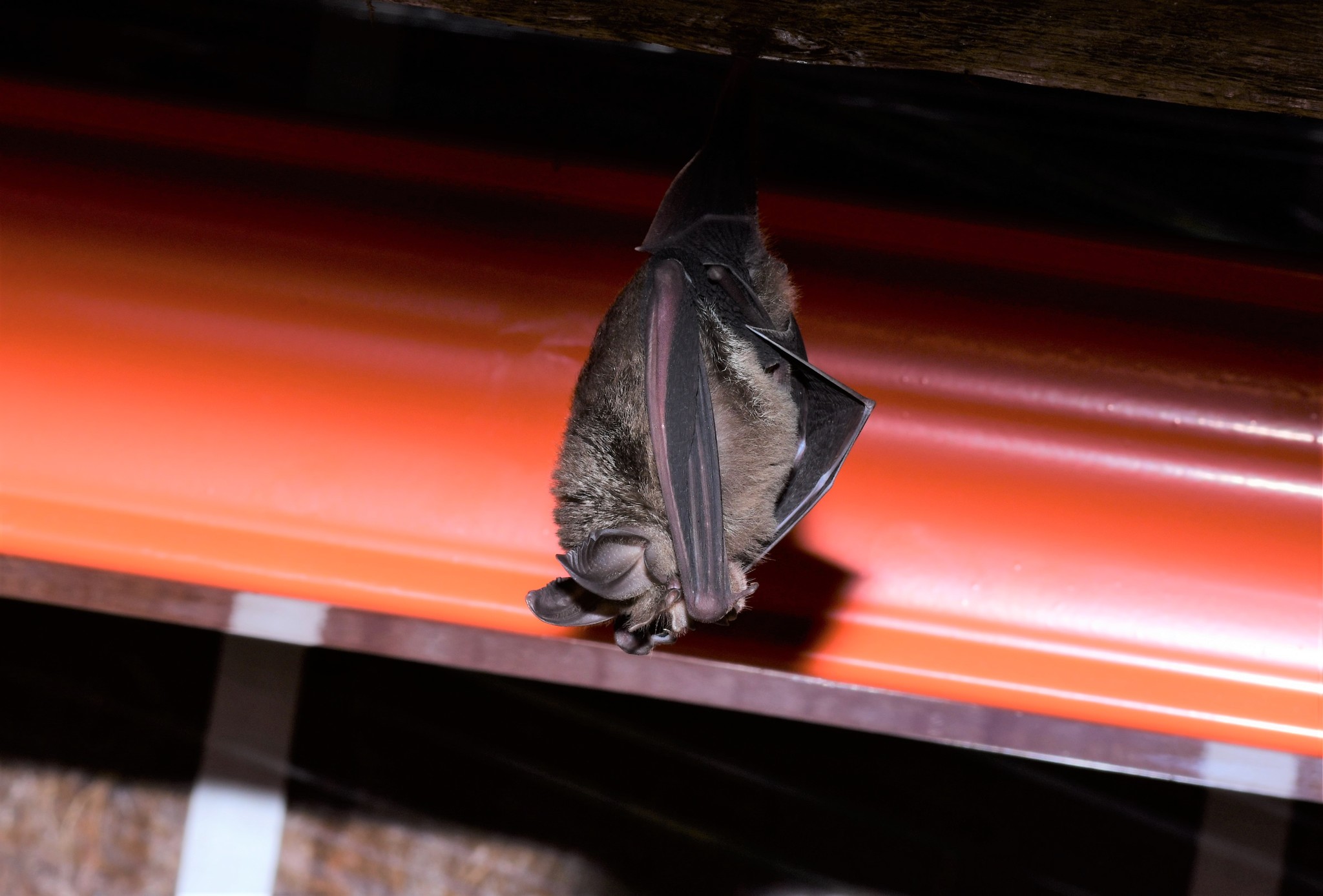 Rhinolophus megaphyllus Gray, 1834