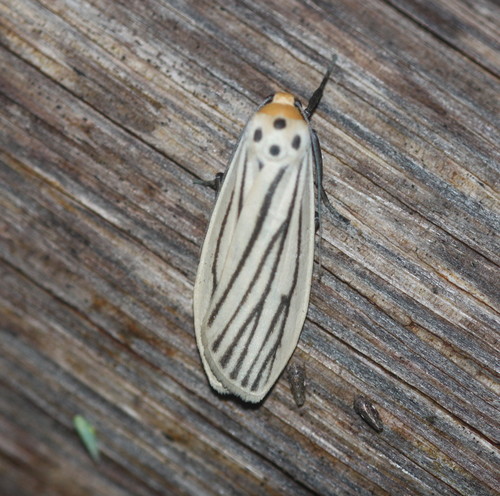 Genus Tigrioides · iNaturalist United Kingdom