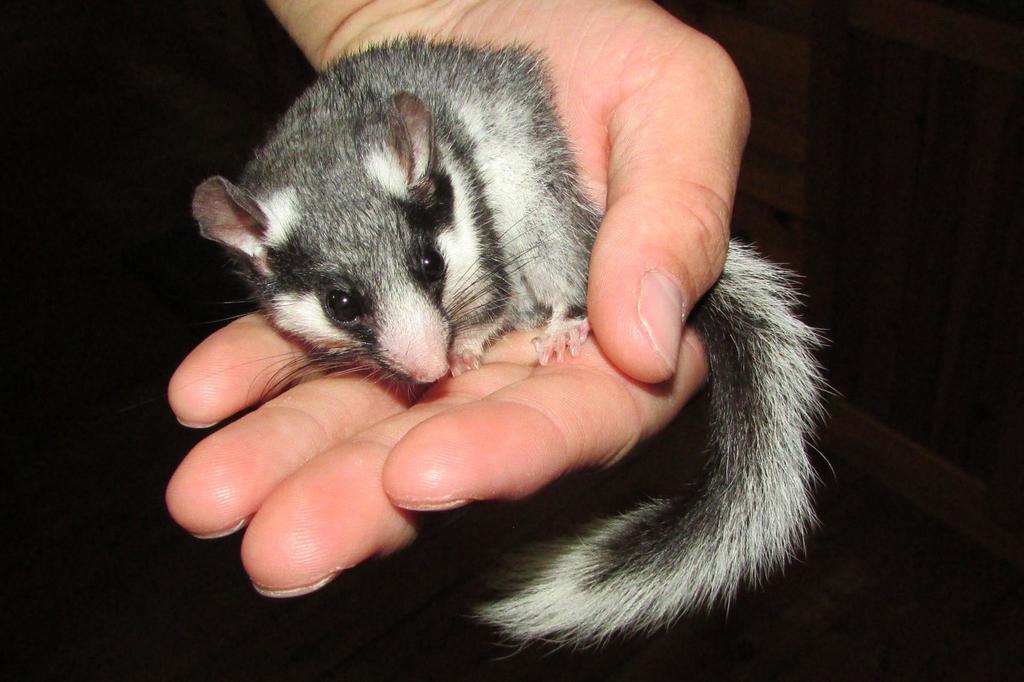 Spectacled Dormouse (Graphiurus ocularis) - Know Your Mammals