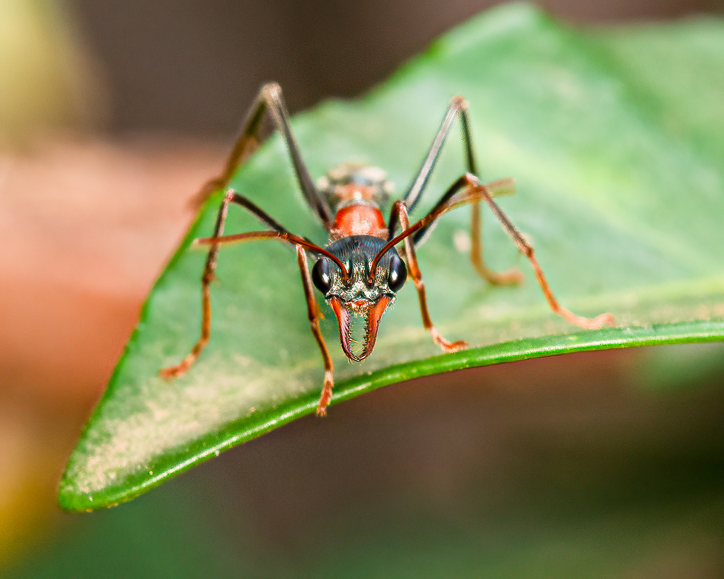 Jumping Jack Ant from Great Mackerel Beach NSW 2108, Australia on ...