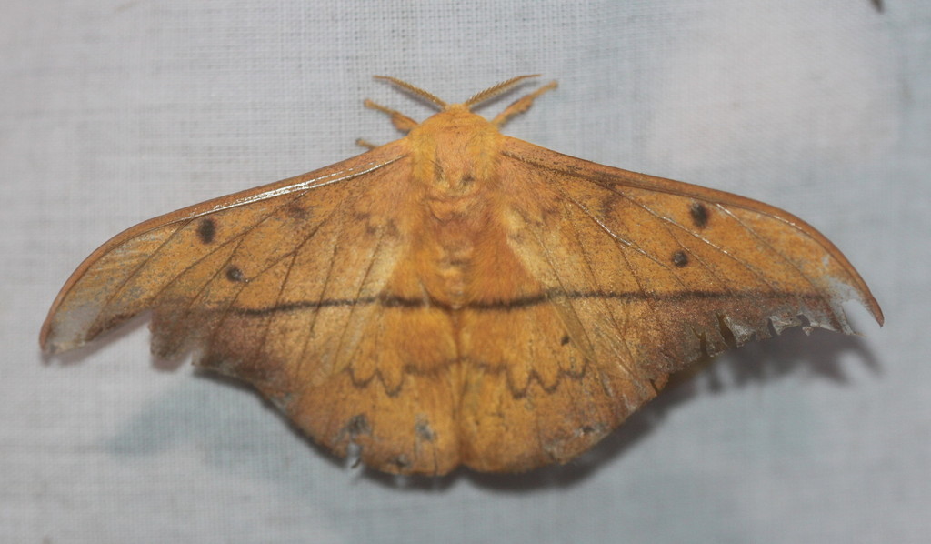 Cricula from Cardamom Tented Camp, Trapeang Rung, Cambodia on December ...