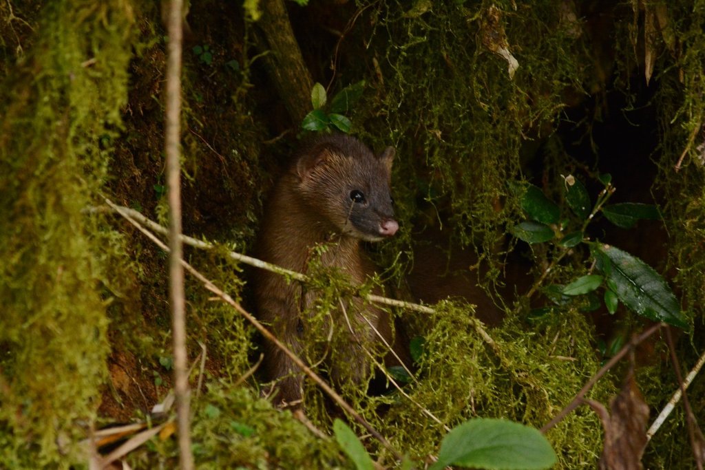 Taiwan Weasel from Taichung, TW-TG, TW on March 15, 2018 by chiawentsai ...