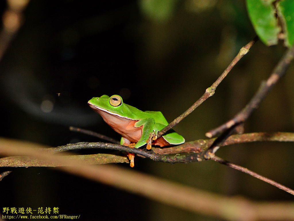 Orange-belly Tree Frog in June 2020 by Kinmatsu Lin · iNaturalist